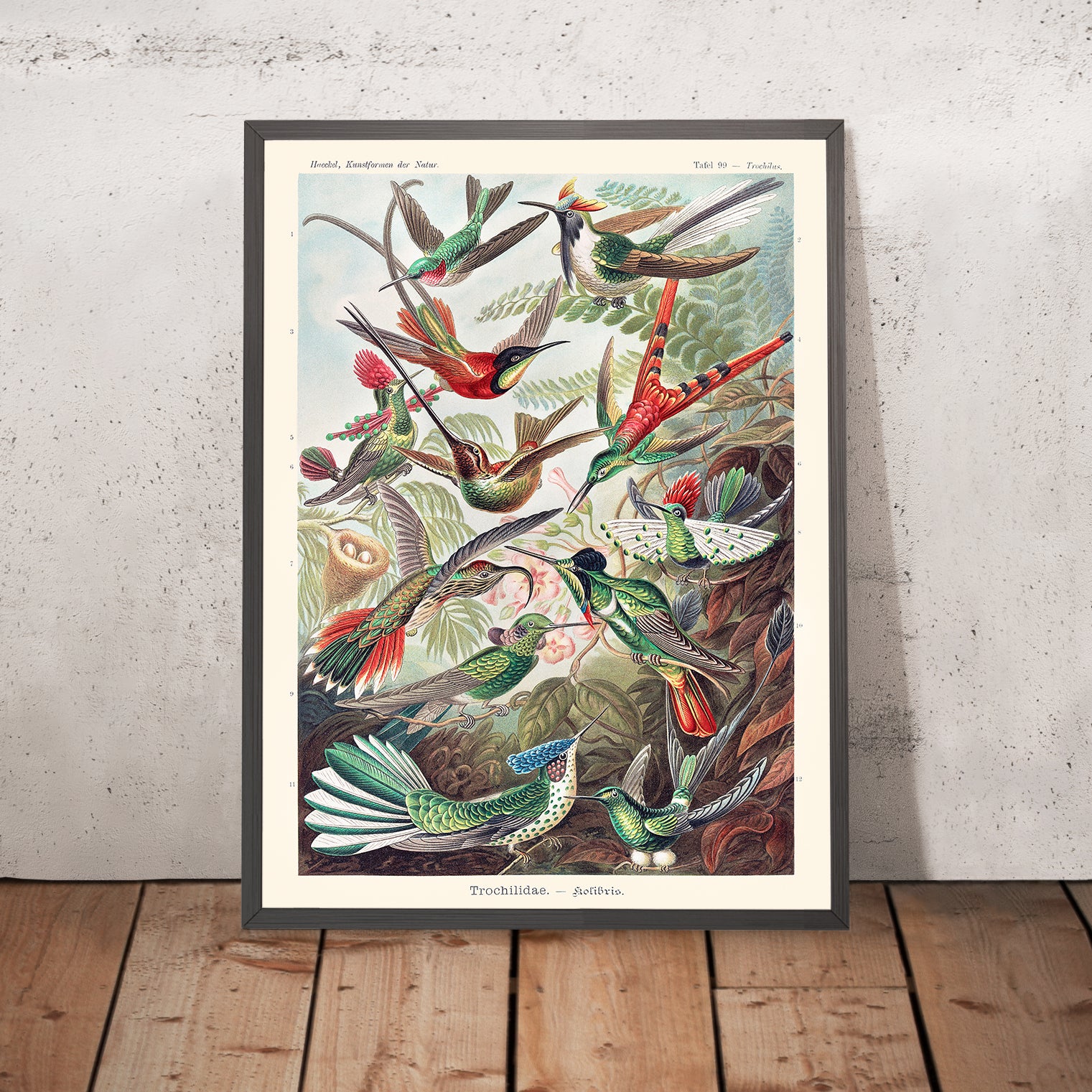 Hummingbirds (Trochilidae Kolibris) Illustration by Ernst Haeckel, 190 ...