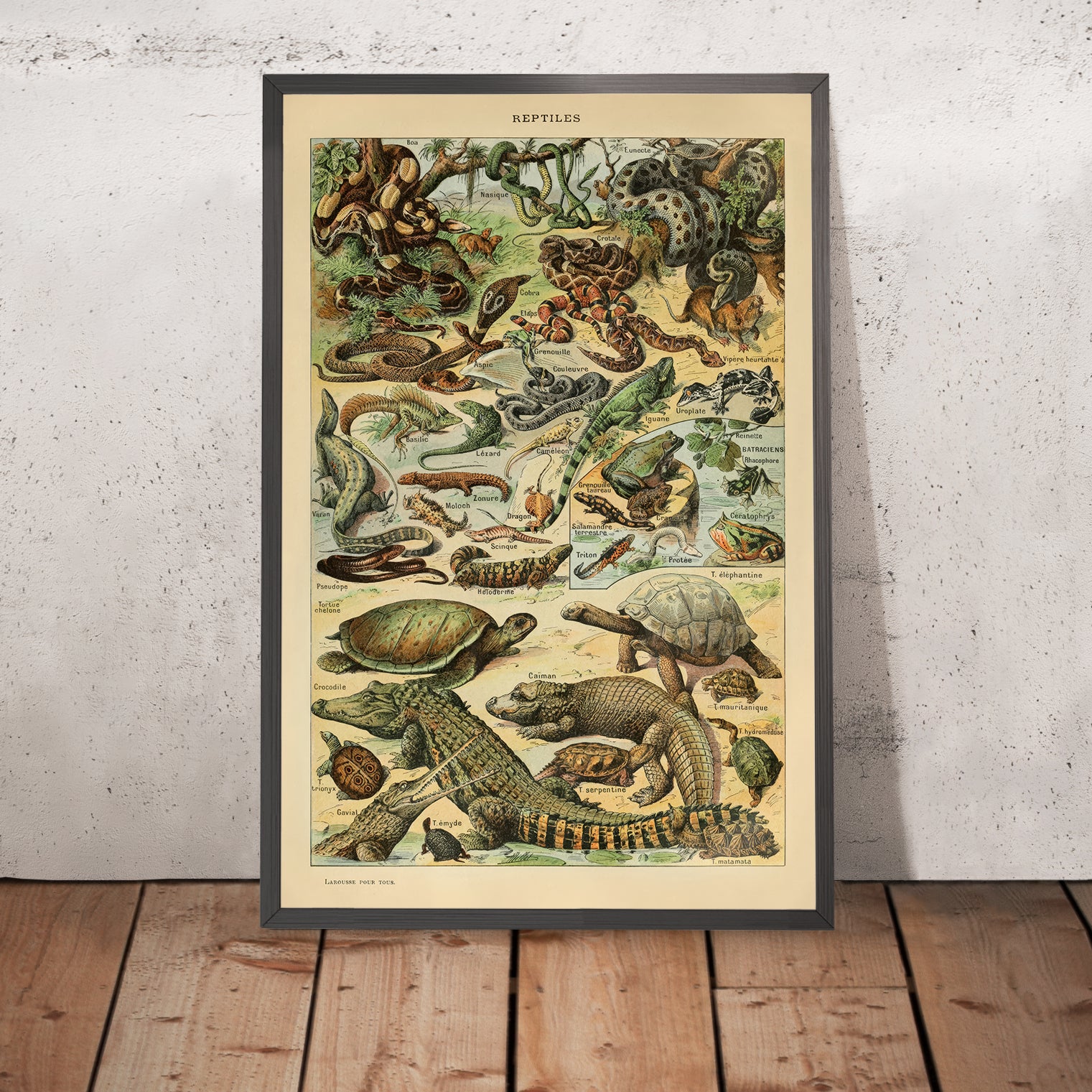 Reptiles by Adolphe Millot, 1890 – The Unique Maps Co.