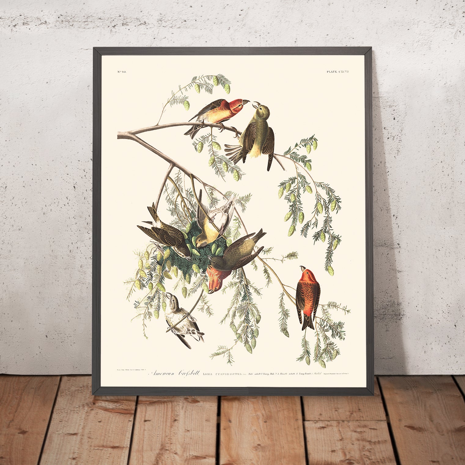 American Crossbill by John James Audubon, 1827 – The Unique Maps Co.