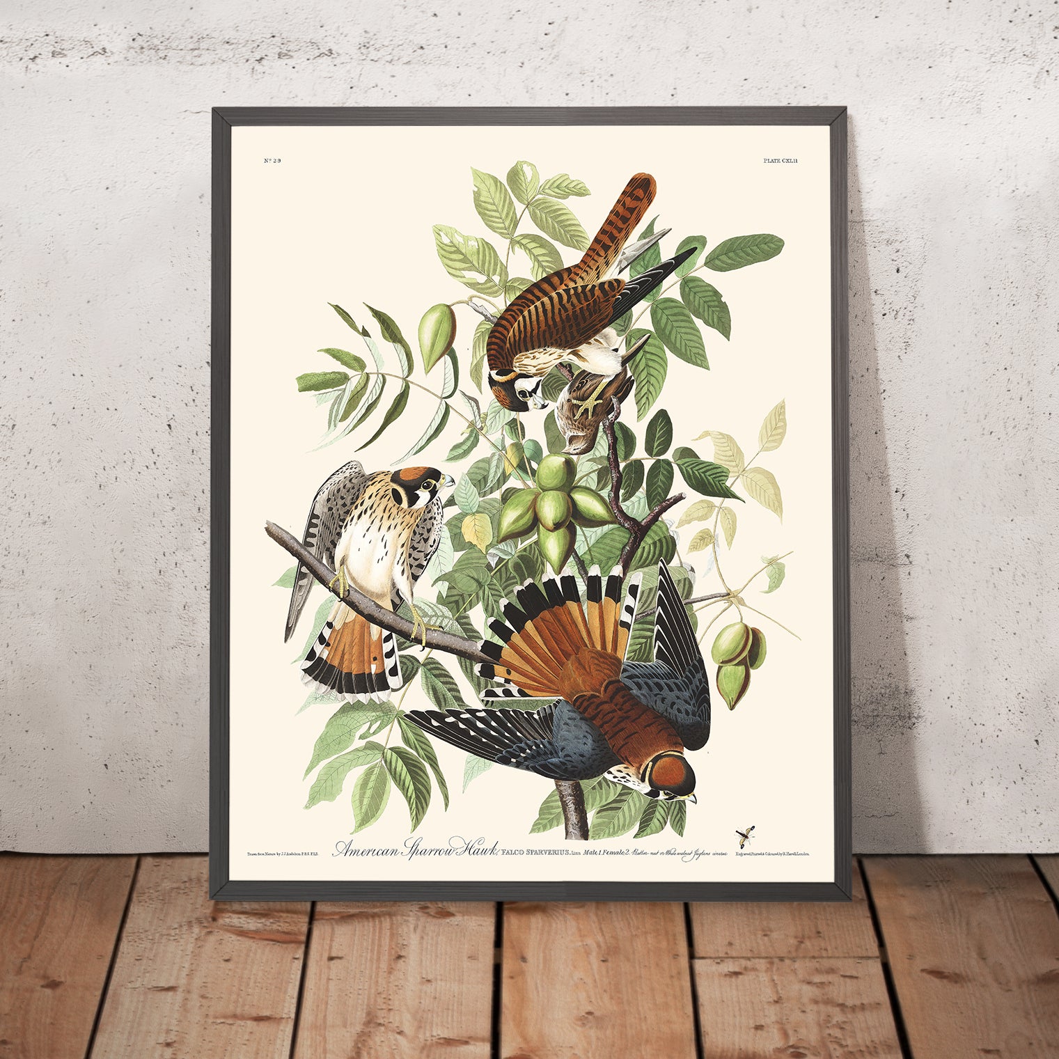 American Sparrow Hawk by John James Audubon, 1827 – The Unique Maps Co.