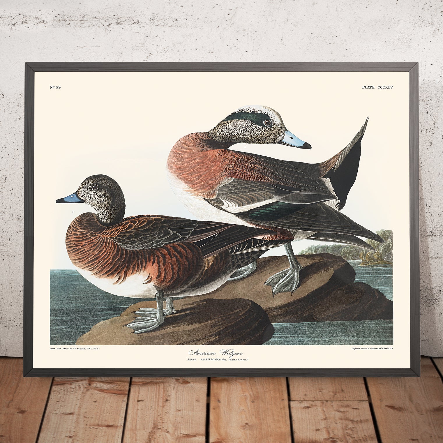 American Widgeon by John James Audubon, 1827 – The Unique Maps Co.