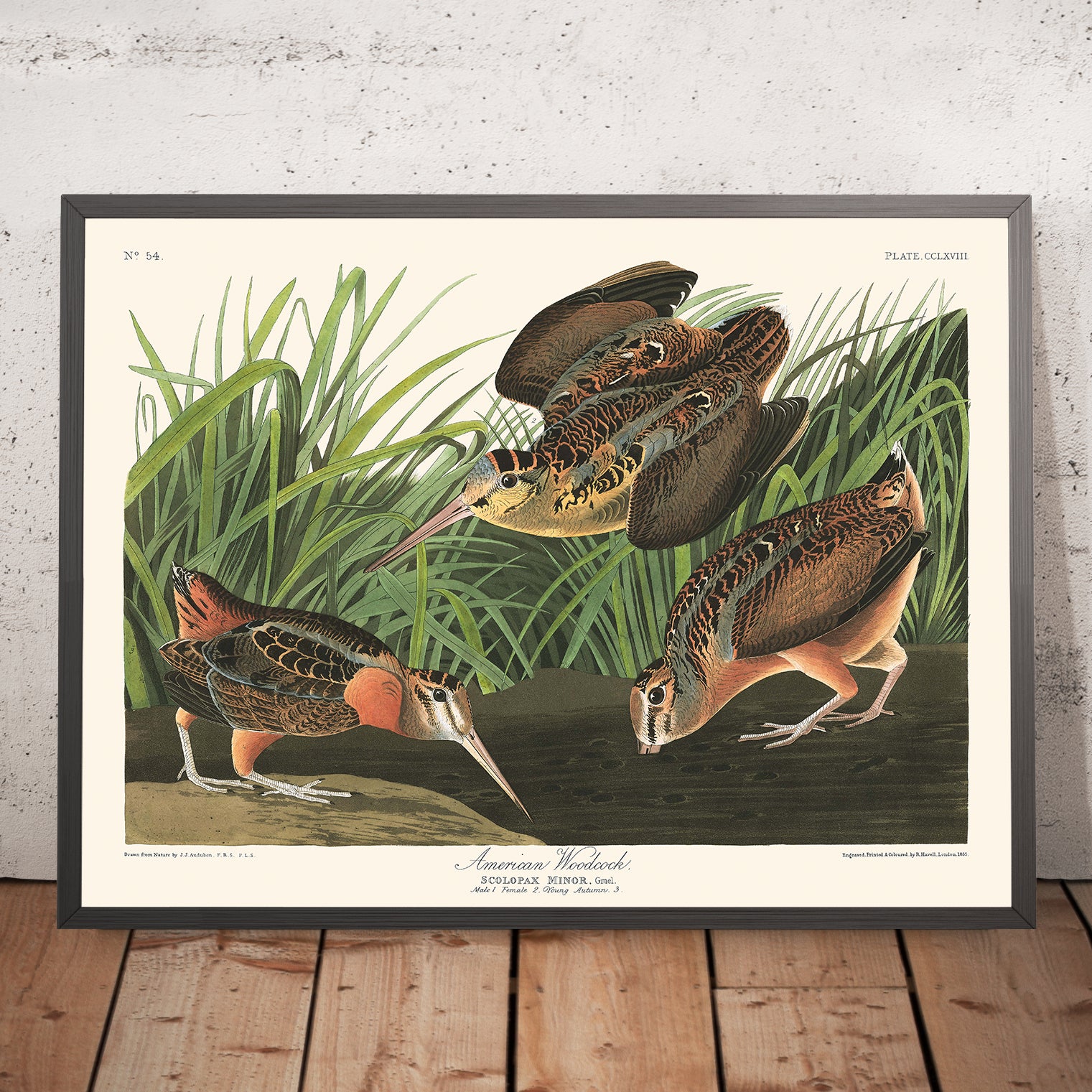 American Woodcock by John James Audubon, 1827 – The Unique Maps Co.