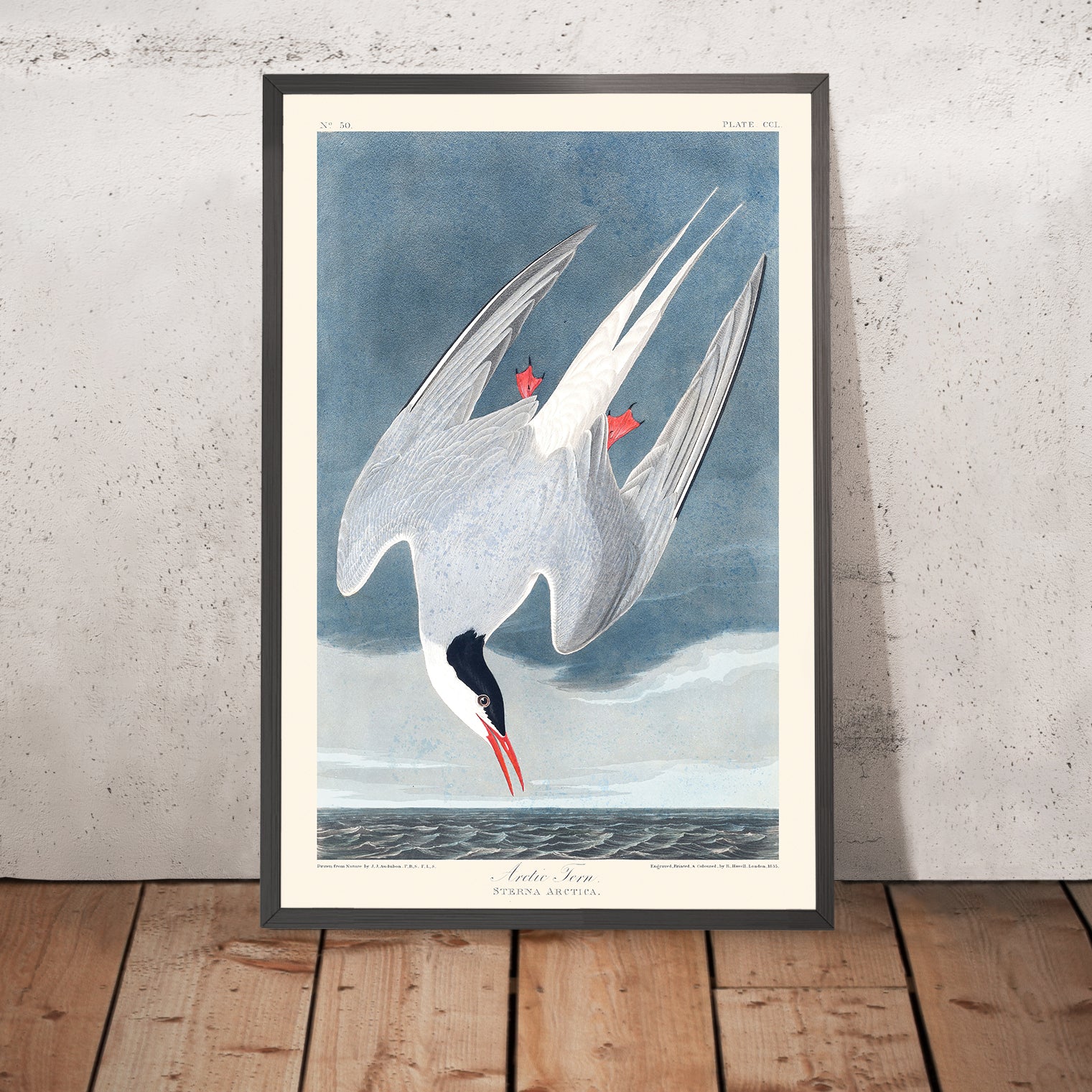 Arctic Tern by John James Audubon, 1827 – The Unique Maps Co.