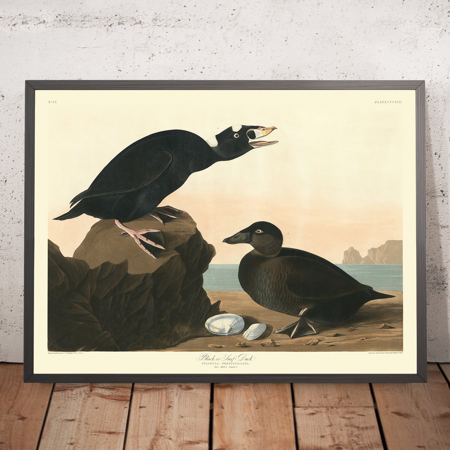 Black or Surf Duck from 'Birds of America' by John James Audubon, 1827 ...