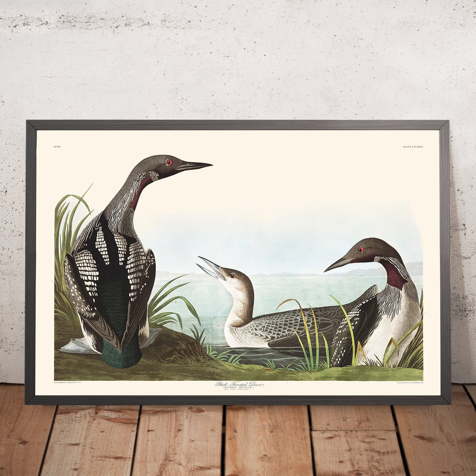Black-Throated Diver by John James Audubon, 1827 – The Unique Maps Co.