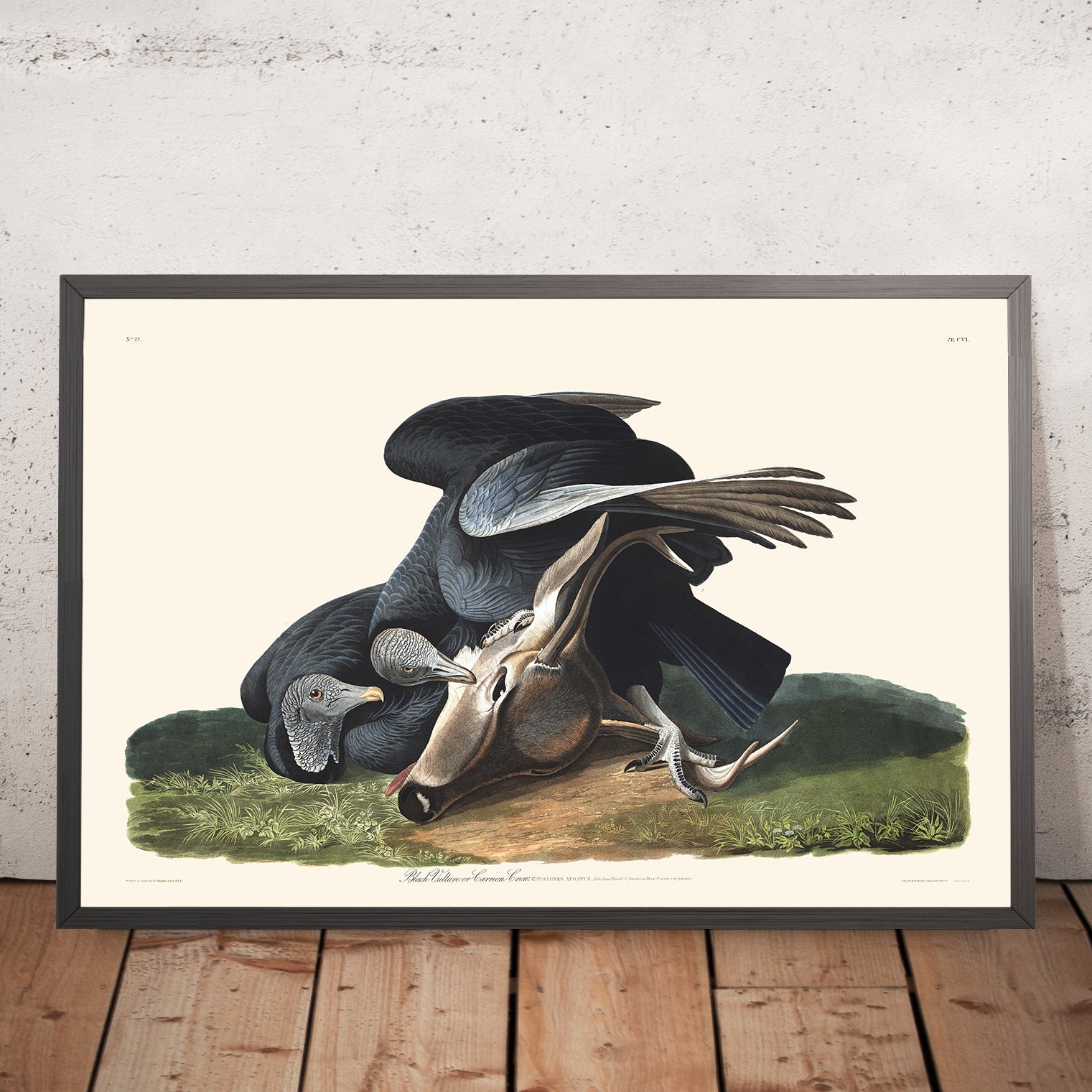 Black Vulture (Carrion Crow) by John James Audubon, 1827 – The Unique ...