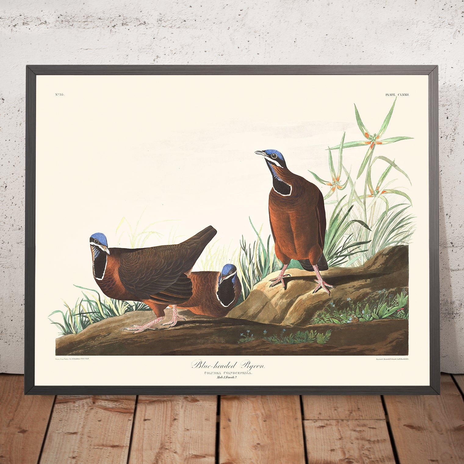Blue-headed Pigeon by John James Audubon, 1827 – The Unique Maps Co.
