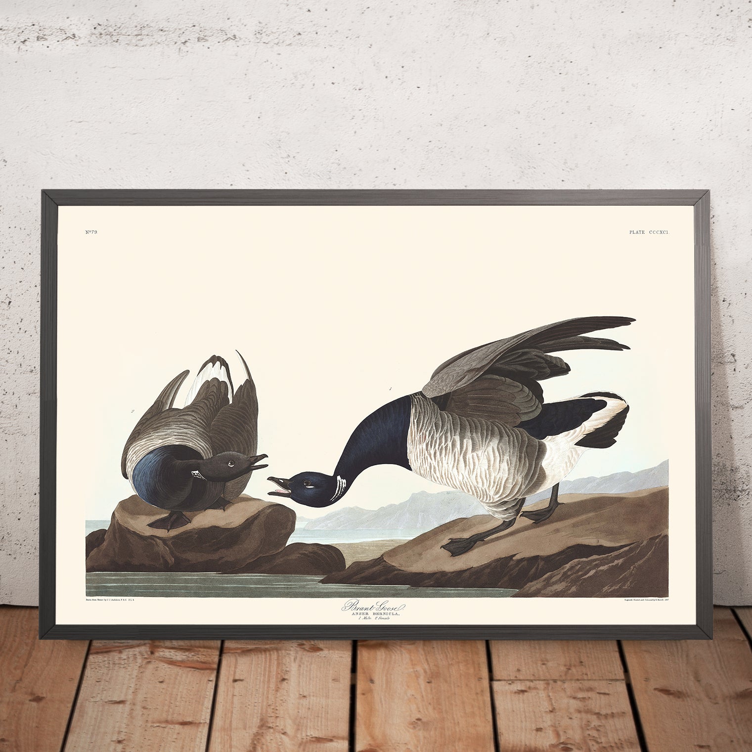Brant Goose by John James Audubon, 1827 – The Unique Maps Co.