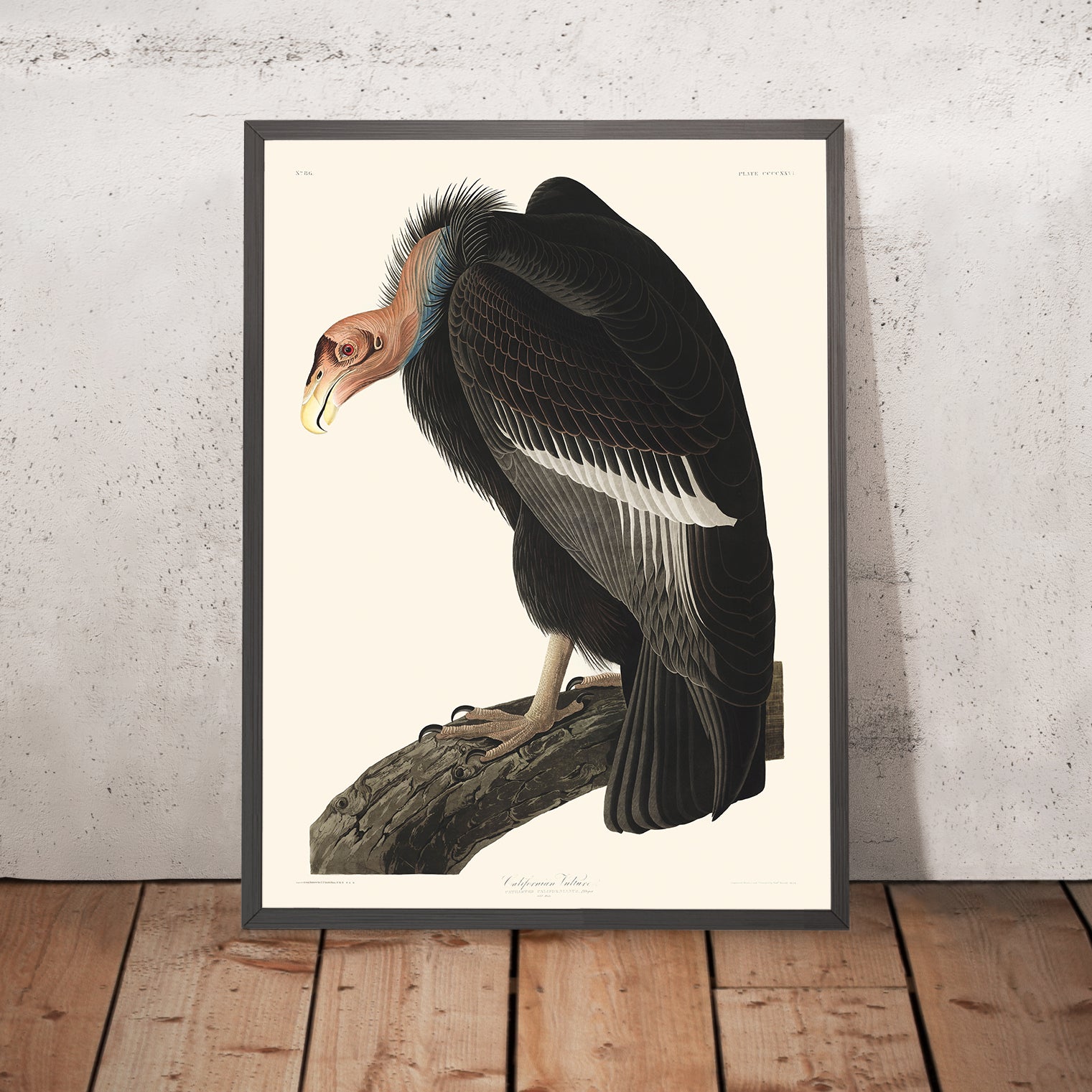 Californian Vulture by John James Audubon, 1827 – The Unique Maps Co.
