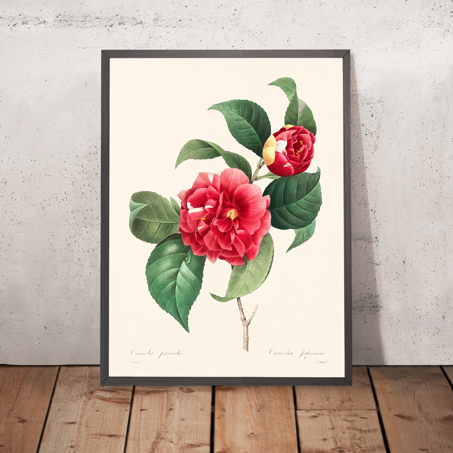 Common Camelia by Pierre-Joseph Redouté, 1827 – The Unique Maps Co.