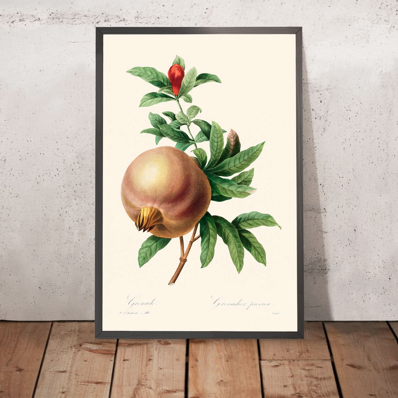 Pomegranate by Pierre-Joseph Redouté, 1827 – The Unique Maps Co.