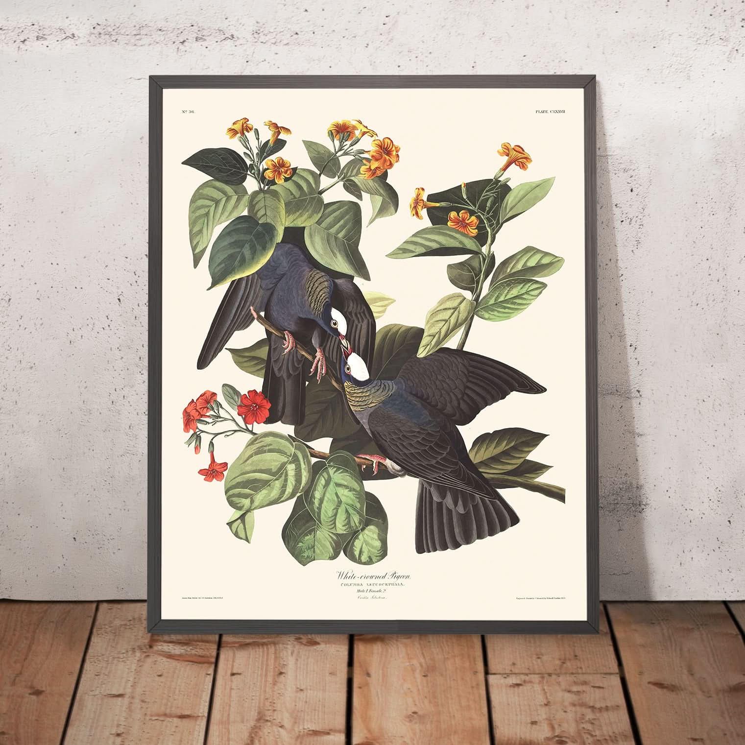White-crowned Pigeon by John James Audubon, 1827 – The Unique Maps Co.
