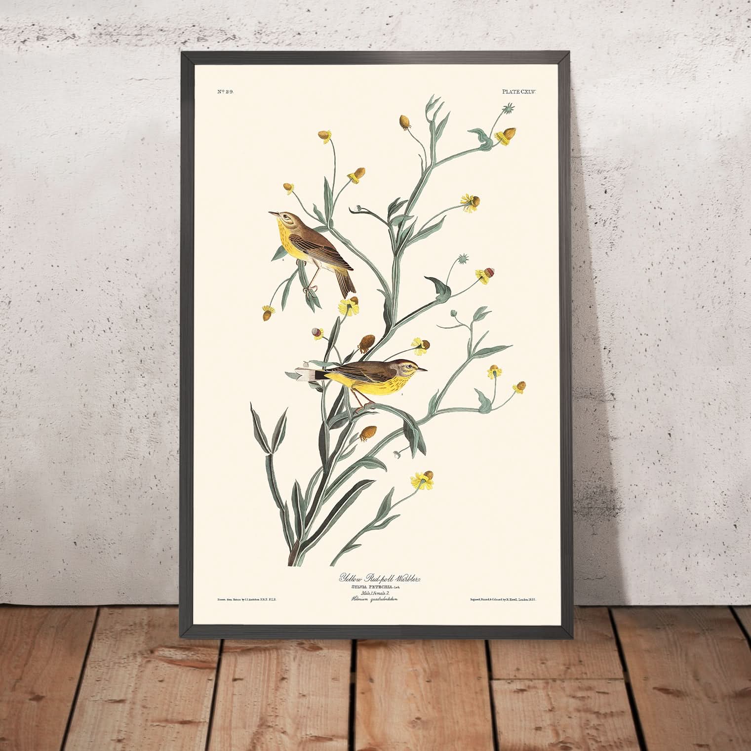 Yellow Red-poll Warbler by John James Audubon, 1827 – The Unique Maps Co.