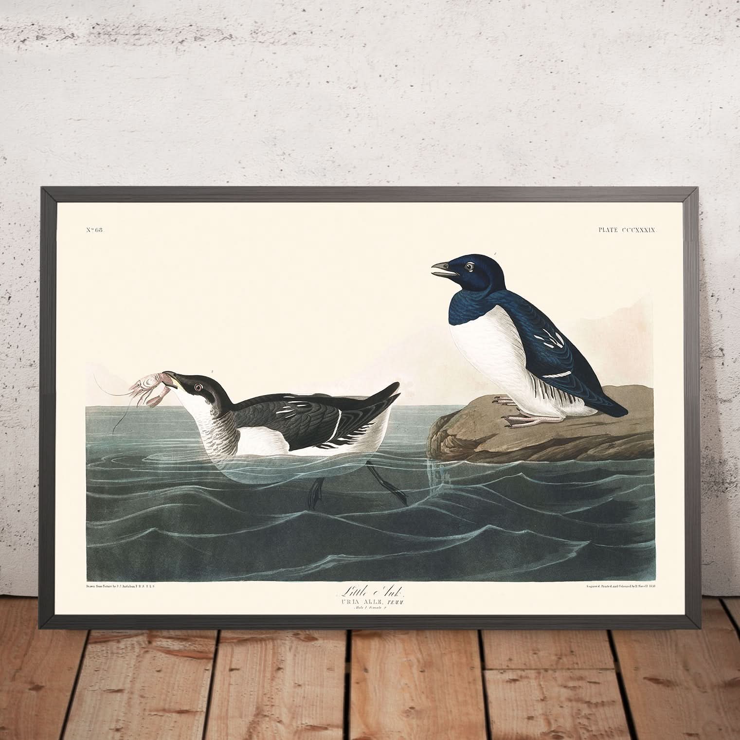 Little Auk by John James Audubon, 1827 – The Unique Maps Co.