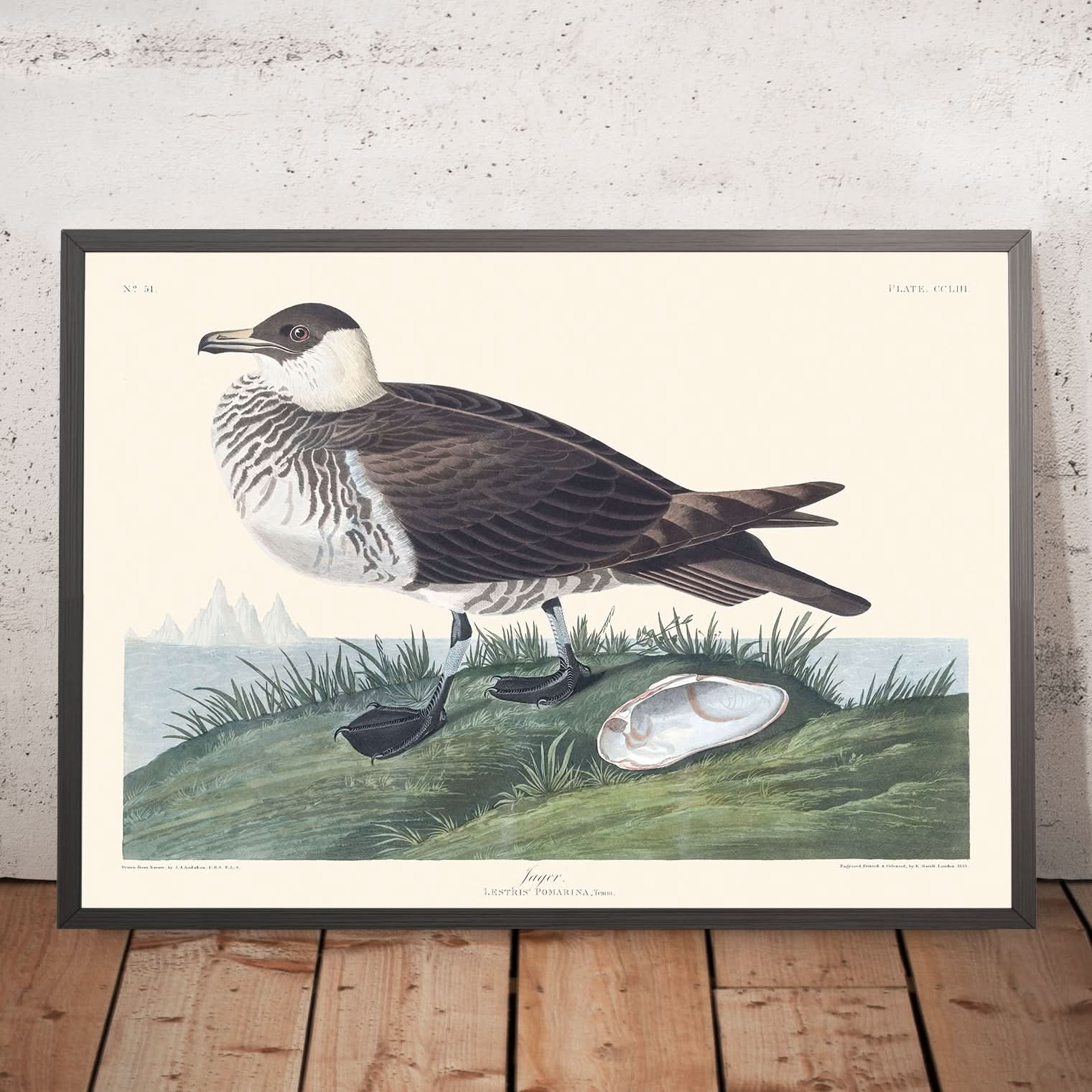 Jager by John James Audubon, 1827 – The Unique Maps Co.