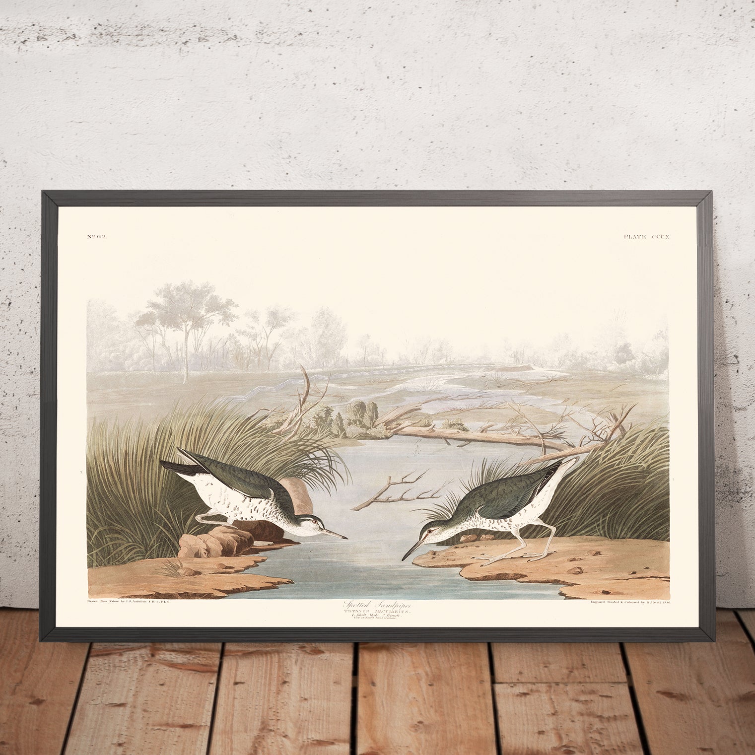 Spotted Sandpiper by John James Audubon, 1827 – The Unique Maps Co.