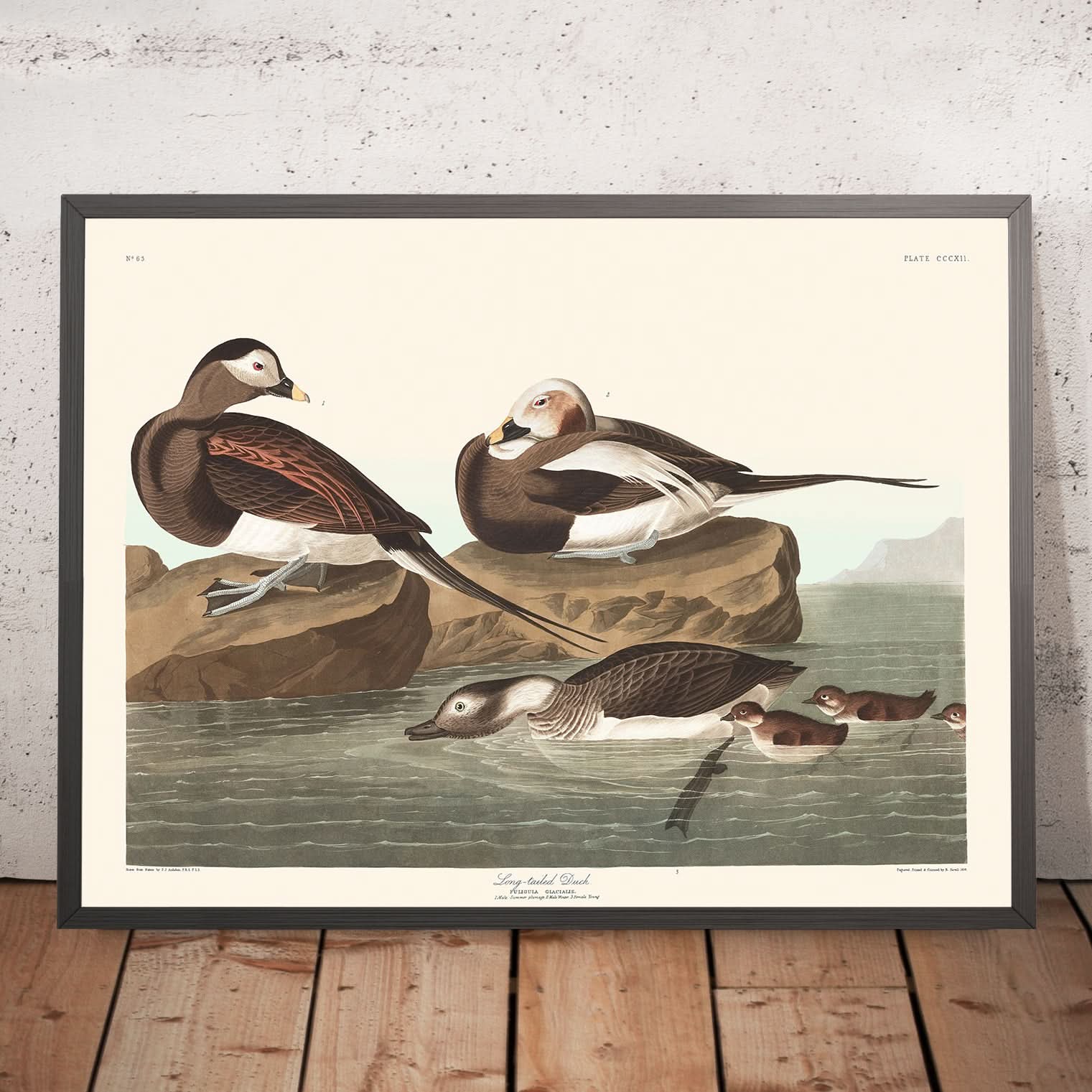 Long-tailed Duck by John James Audubon, 1827 – The Unique Maps Co.