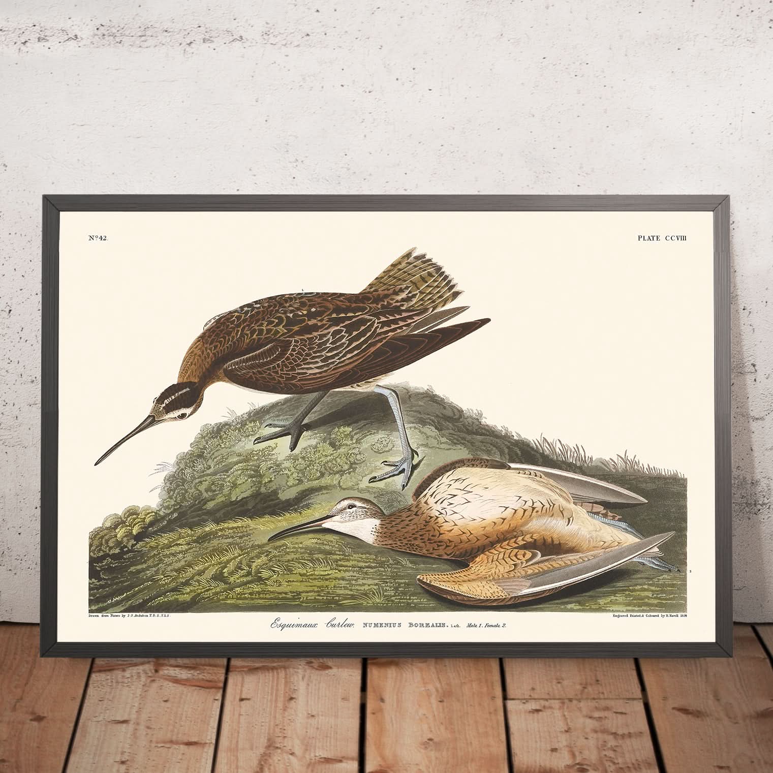 Esquimaux Curlew by John James Audubon, 1827 – The Unique Maps Co.