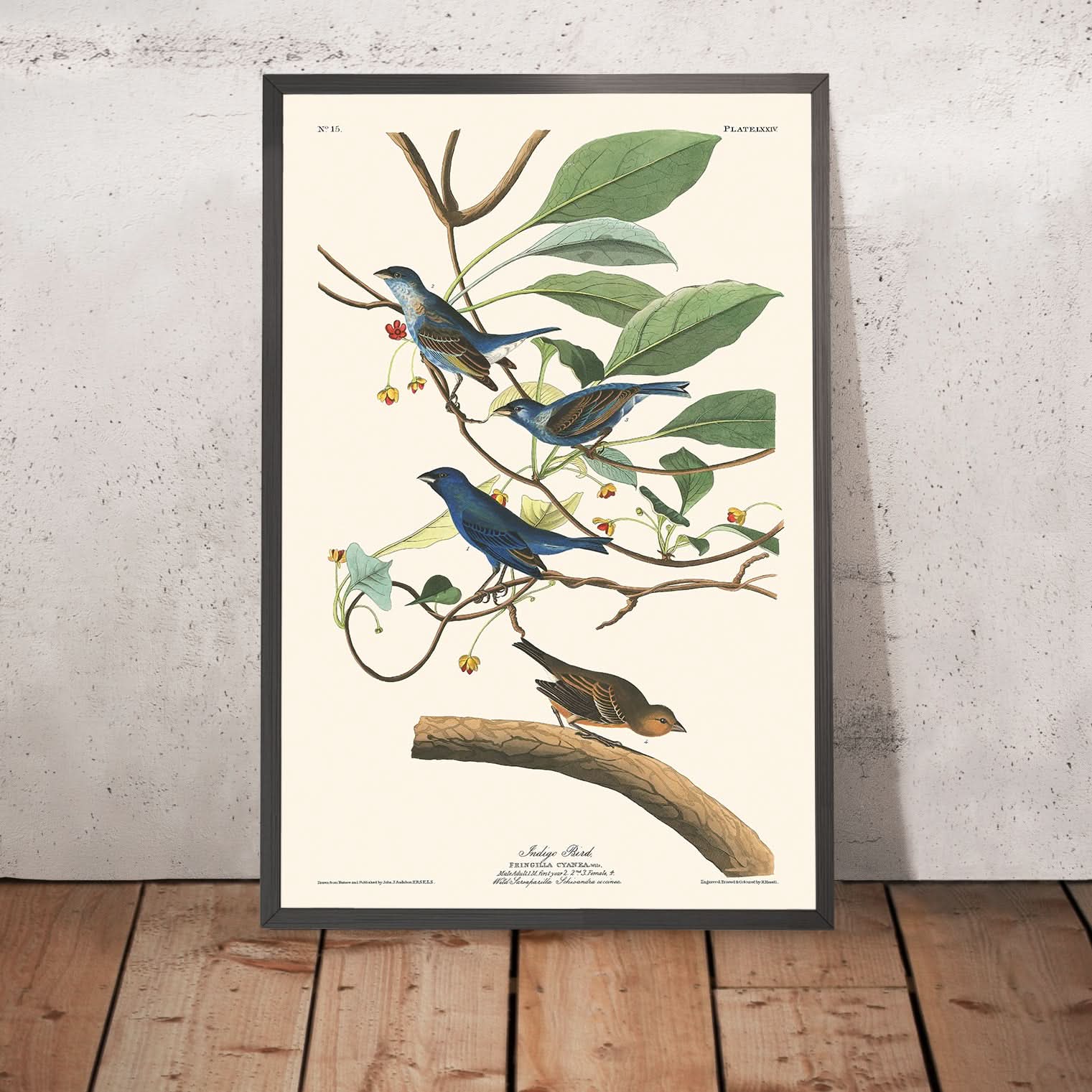Indigo Bird by John James Audubon, 1827 – The Unique Maps Co.