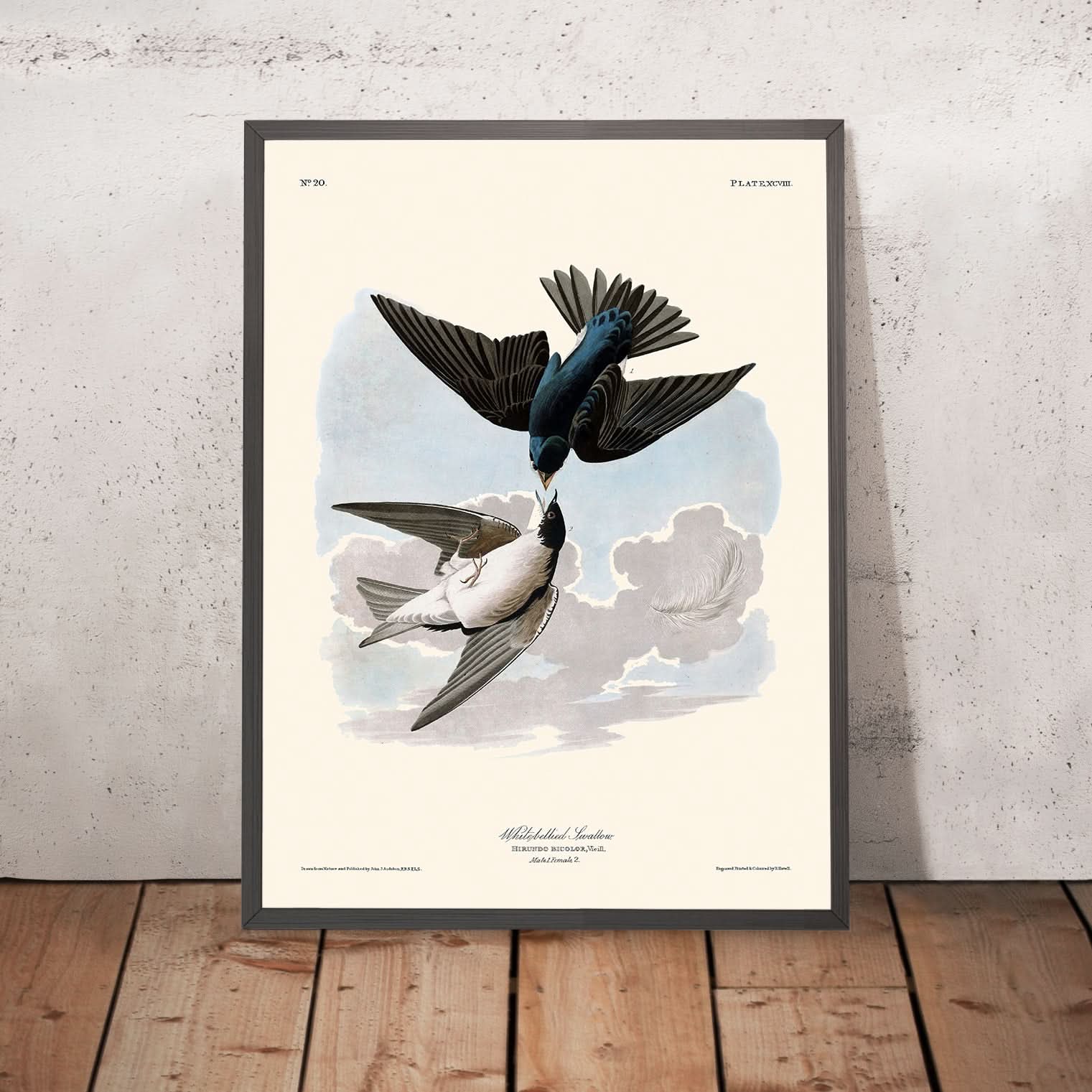 White-bellied Swallow by John James Audubon, 1827 – The Unique Maps Co.