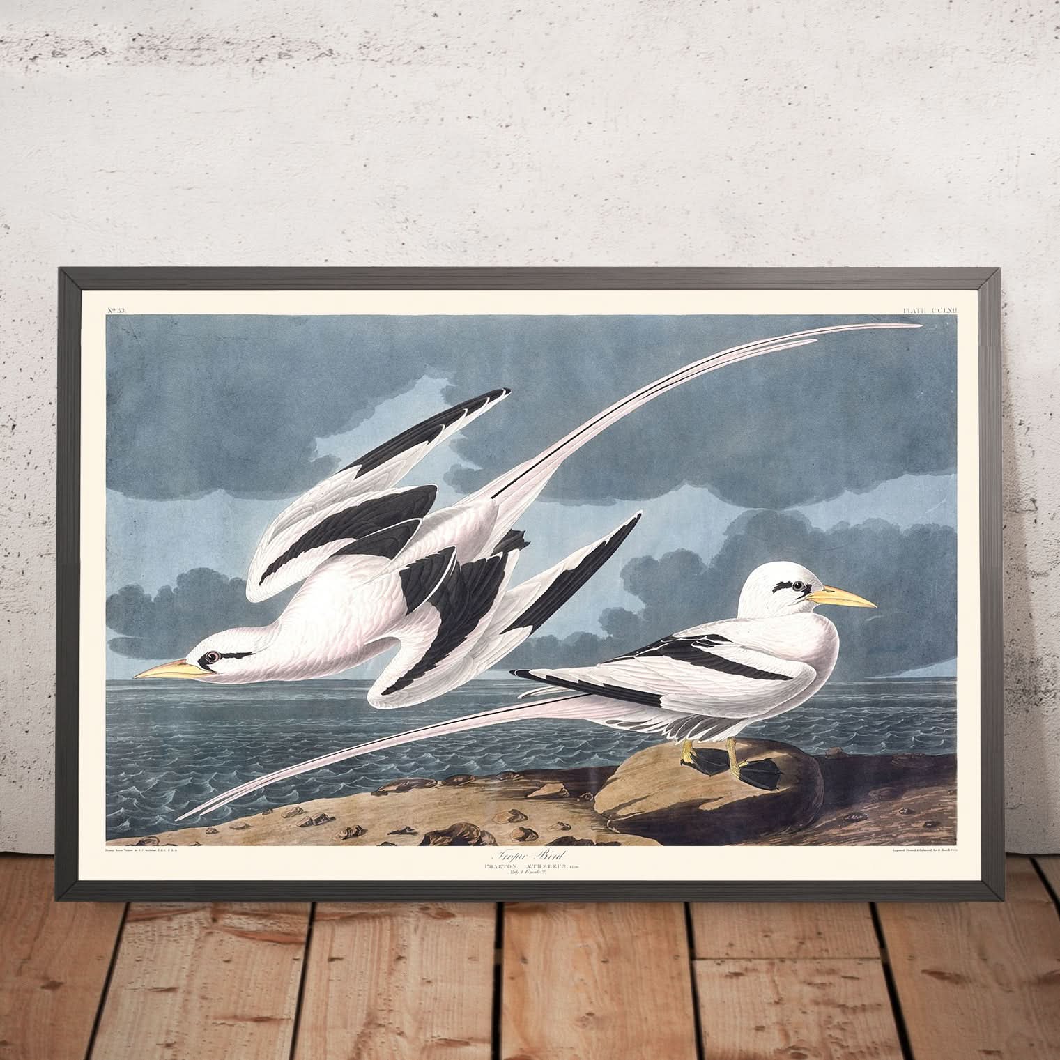 Tropic Bird by John James Audubon, 1827 – The Unique Maps Co.
