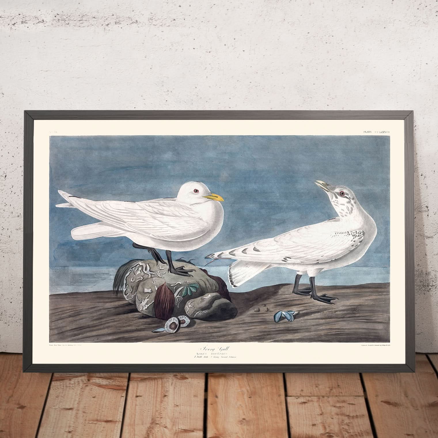 Ivory Gull by John James Audubon, 1827 – The Unique Maps Co.
