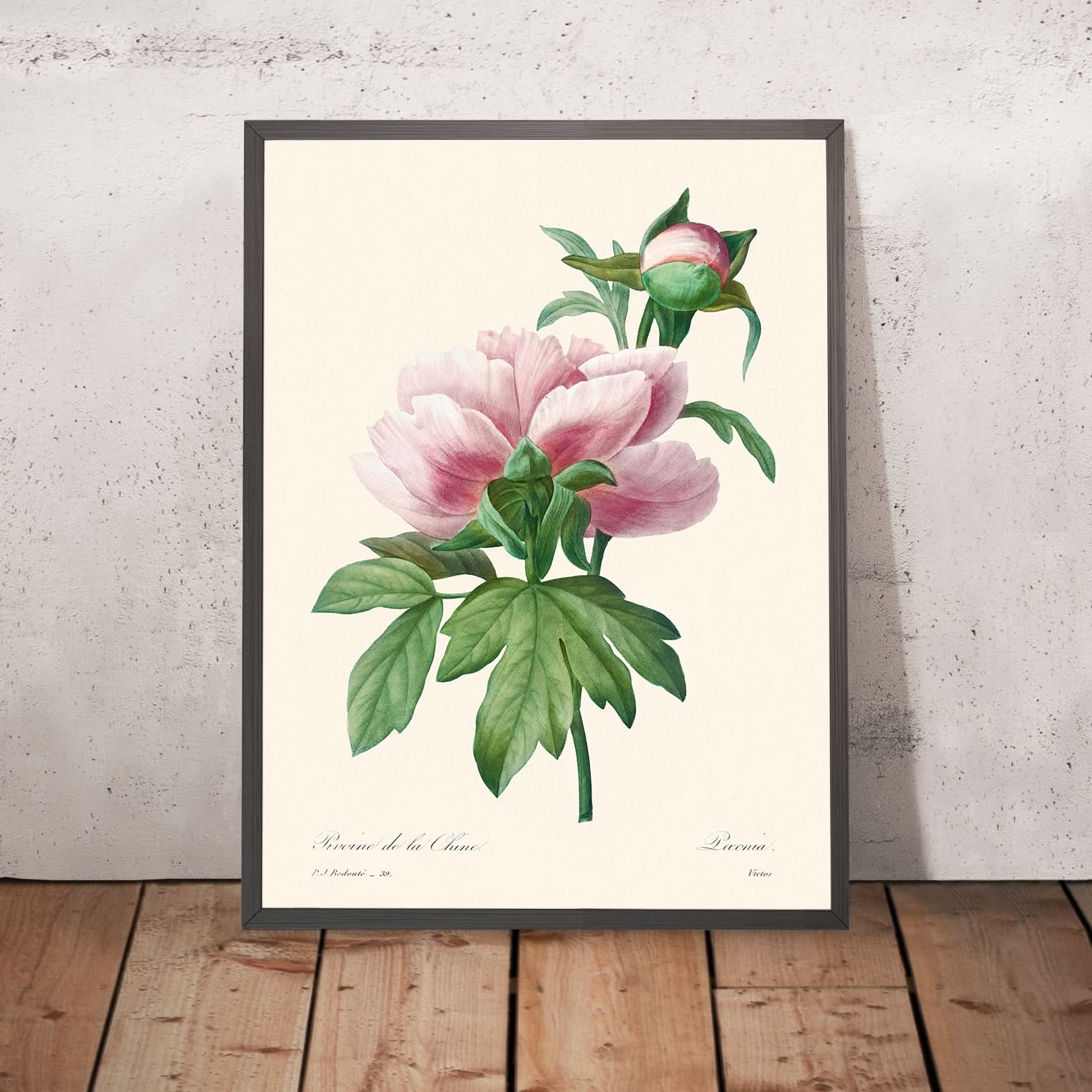 Pink Peony by Pierre-Joseph Redouté, 1802 – The Unique Maps Co.