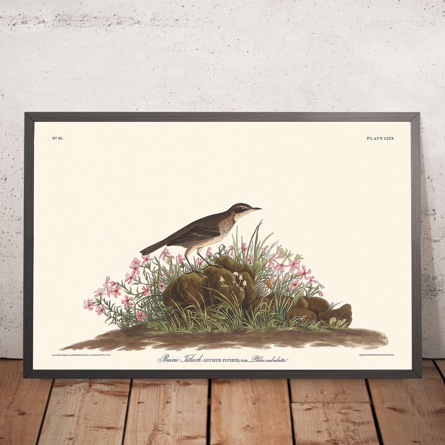 Prairie Titlark by John James Audubon, 1827 – The Unique Maps Co.