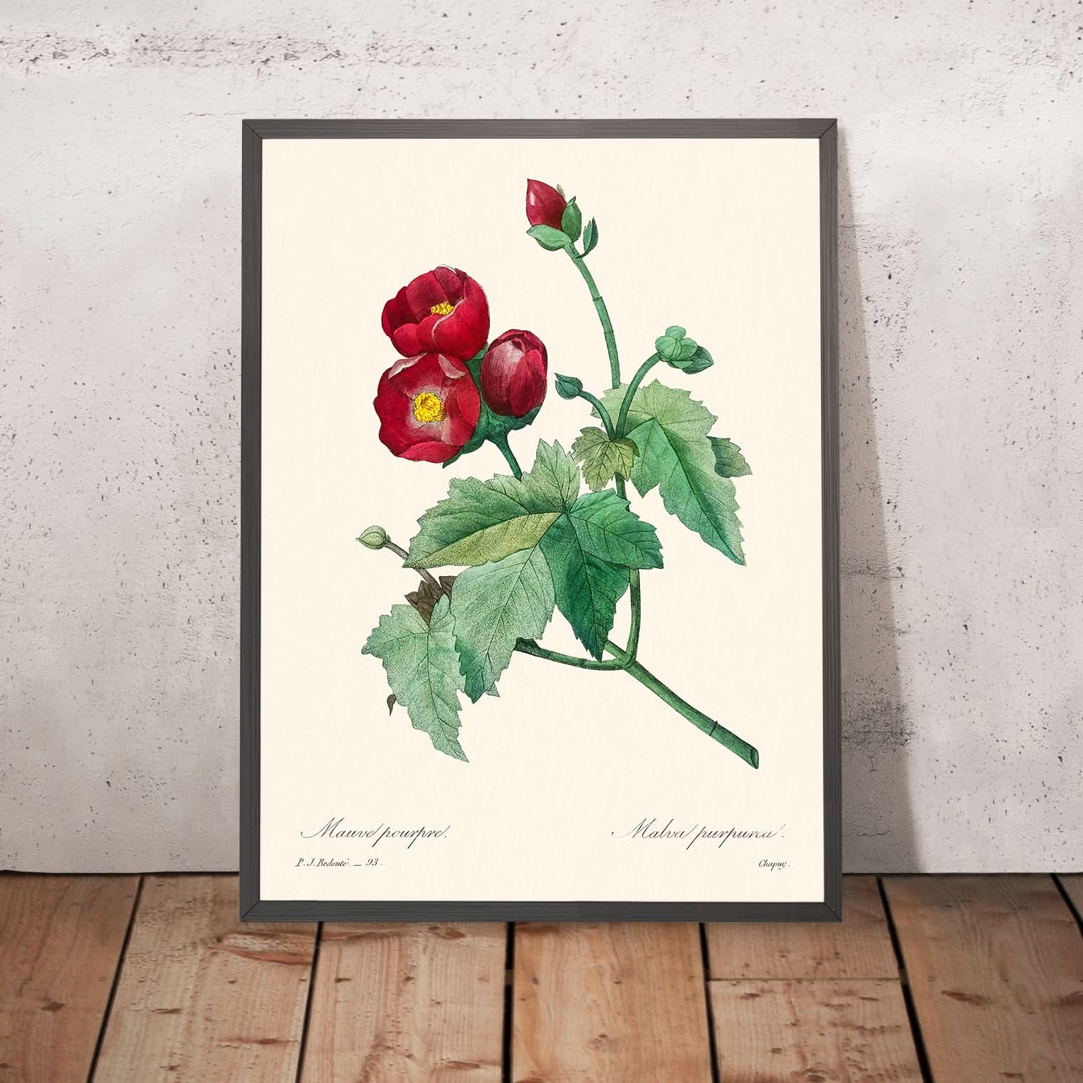 Purple Mallow by Pierre-Joseph Redouté, 1802 – The Unique Maps Co.