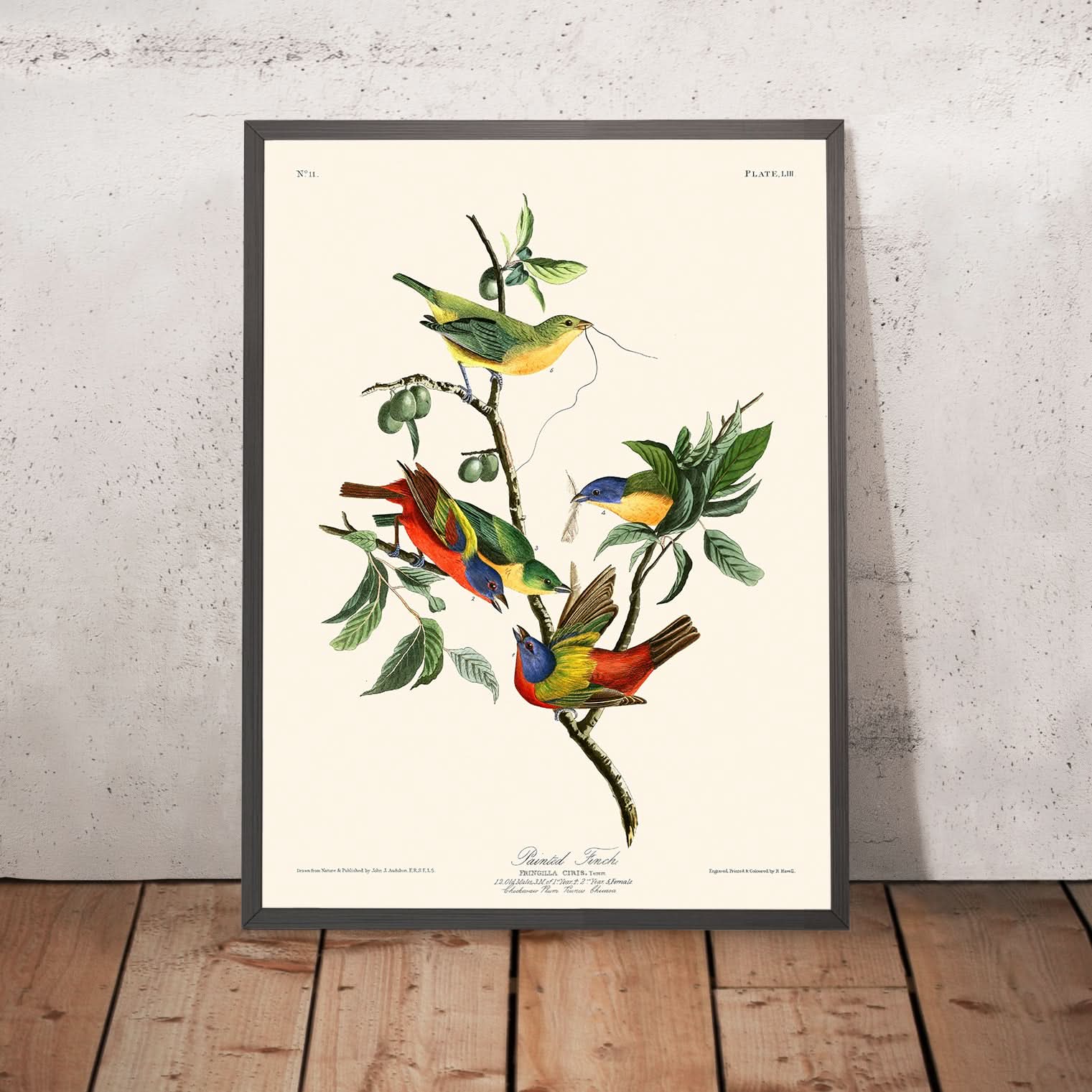 Painted Finch by John James Audubon, 1827 – The Unique Maps Co.