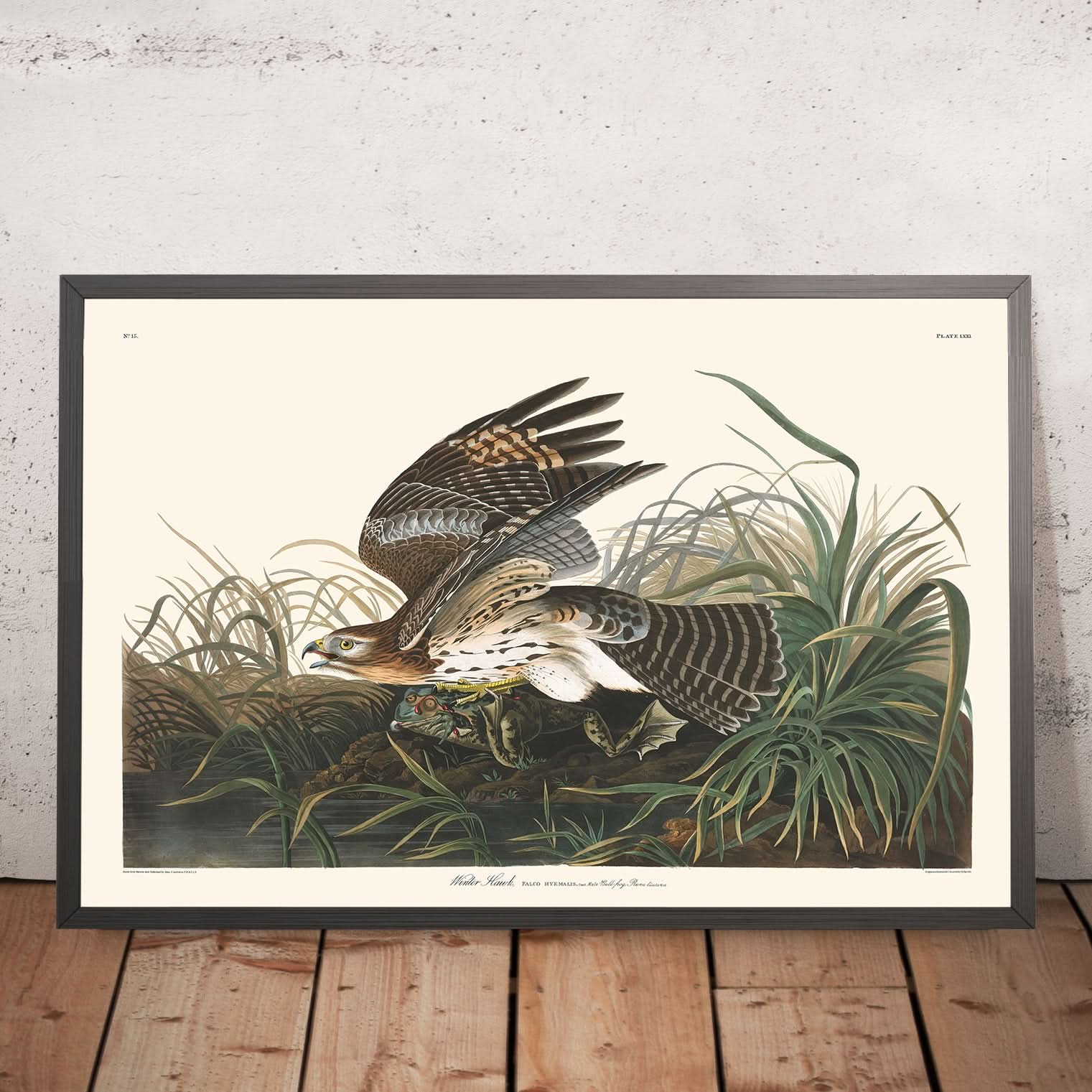 Winter Hawk by John James Audubon, 1827 – The Unique Maps Co.