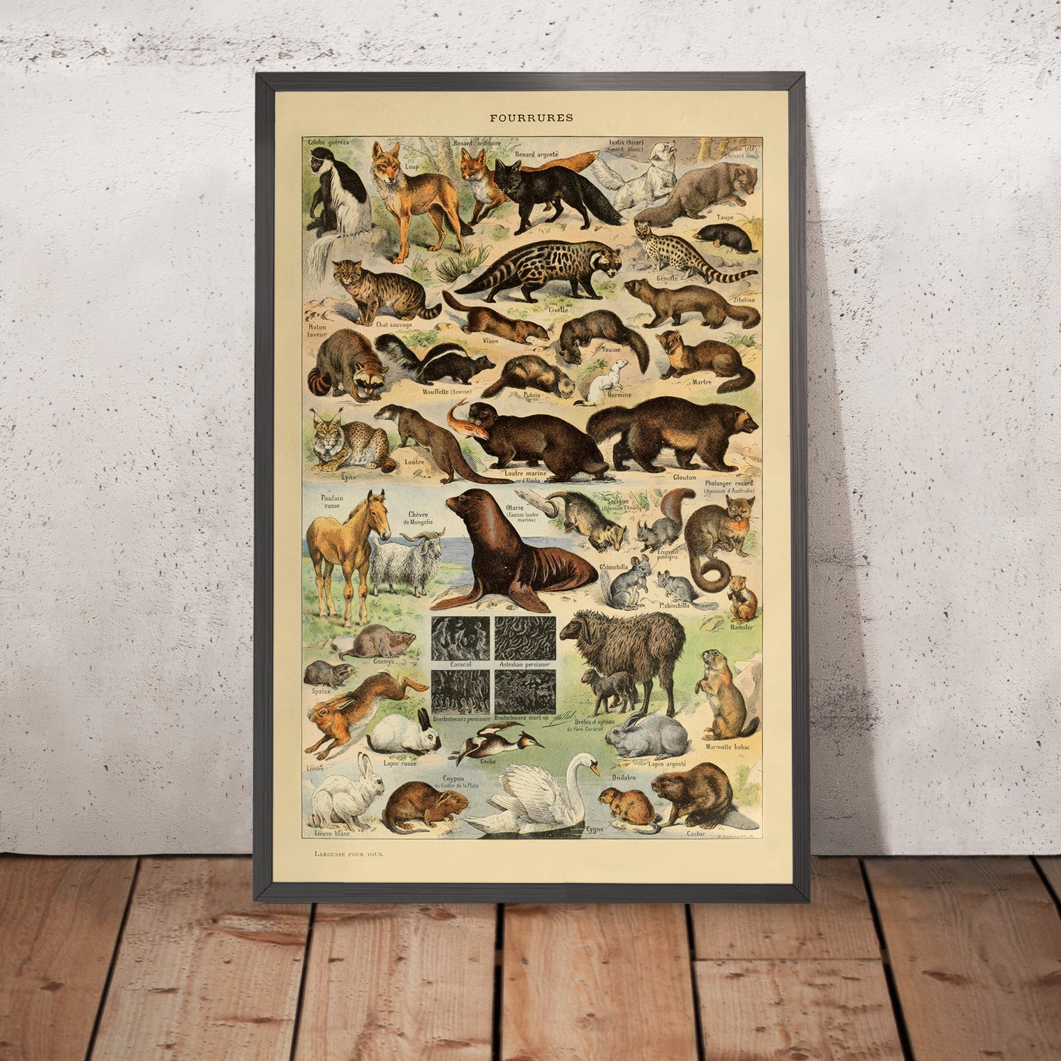 Furry Animals by Adolphe Millot, 1890 – The Unique Maps Co.