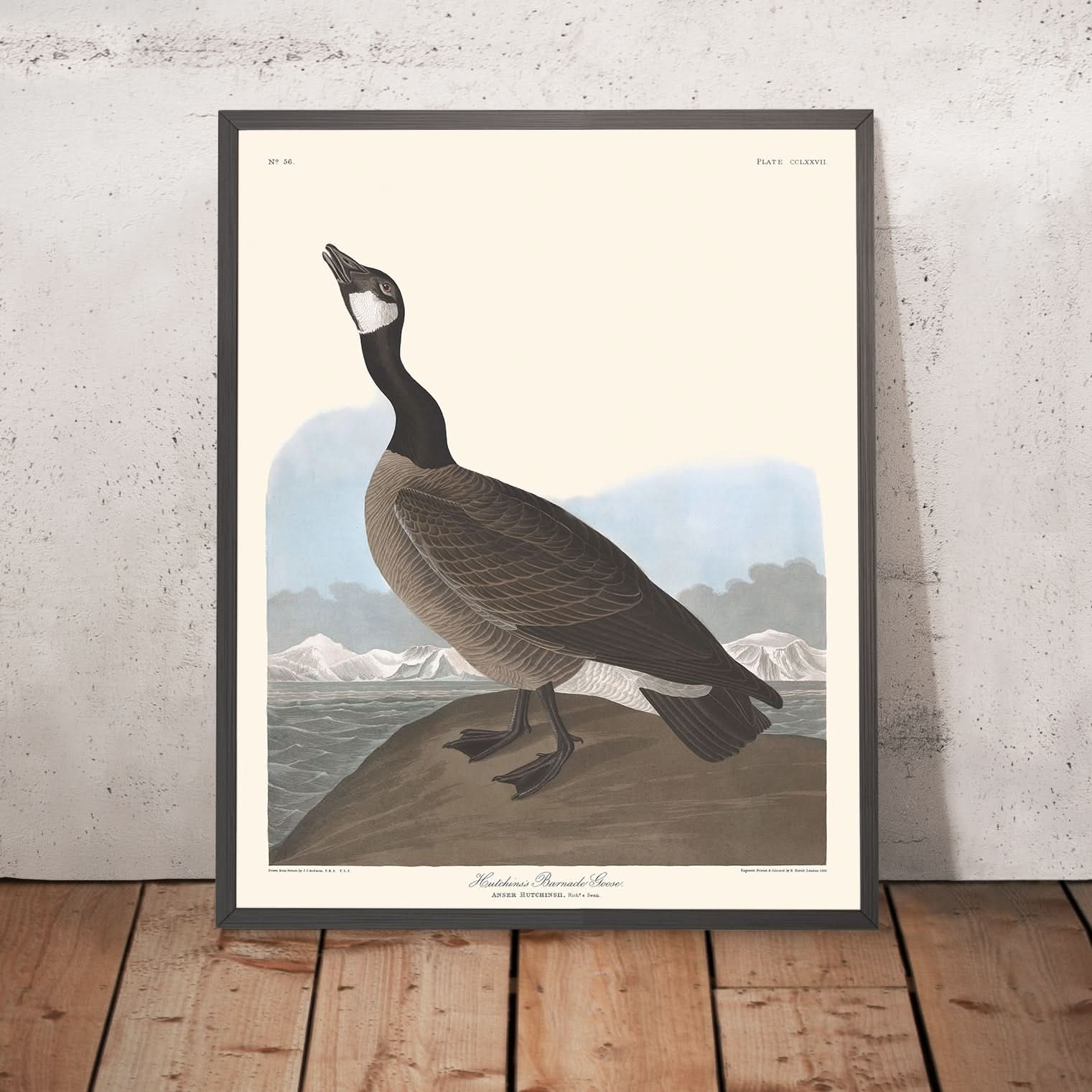 Hutchins's Barnacle Goose by John James Audubon, 1827 – The Unique Maps Co.