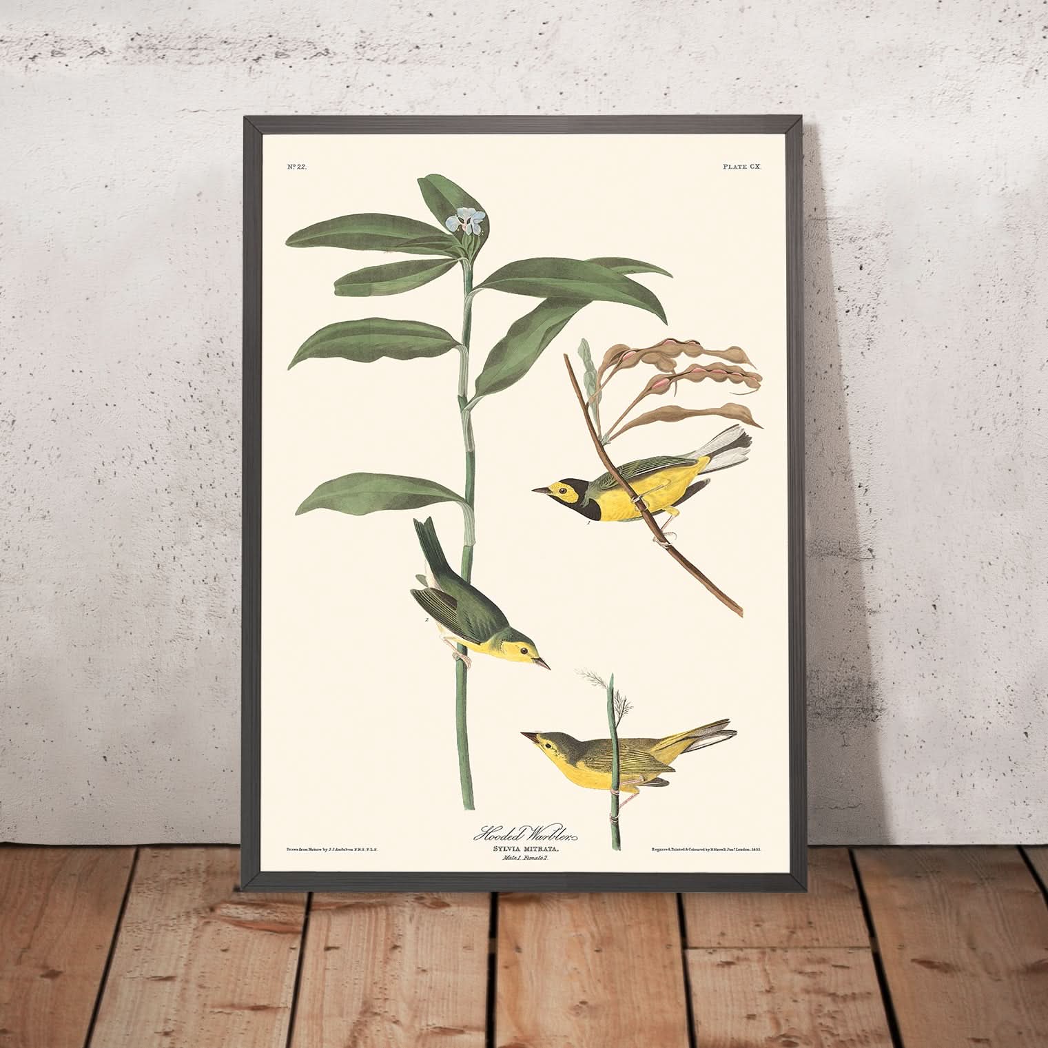 Hooded Warbler by John James Audubon, 1827 – The Unique Maps Co.