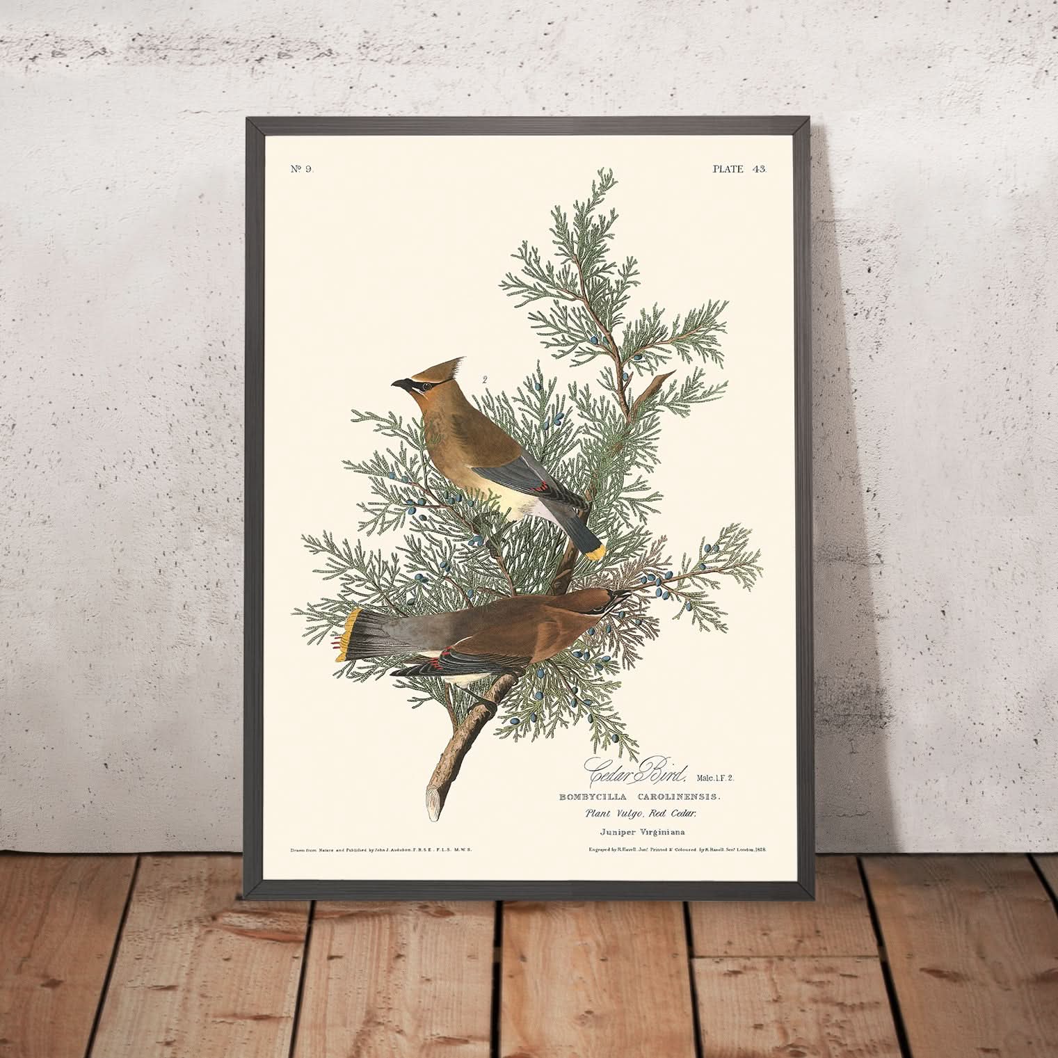Cedar Bird by John James Audubon, 1827 – The Unique Maps Co.