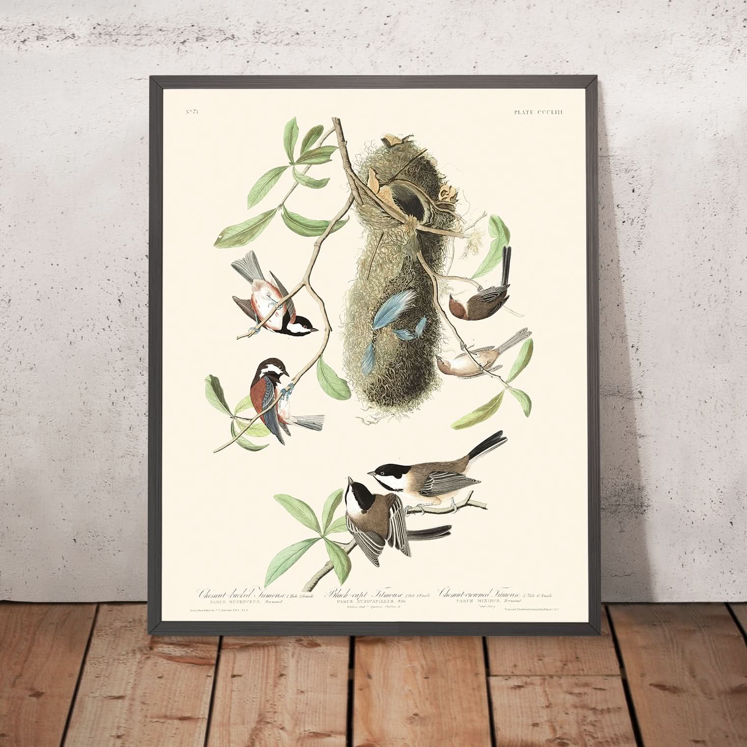 Chesnut-backed Titmouse Black-capt Titmouse and Chesnut-crowned Titmou ...