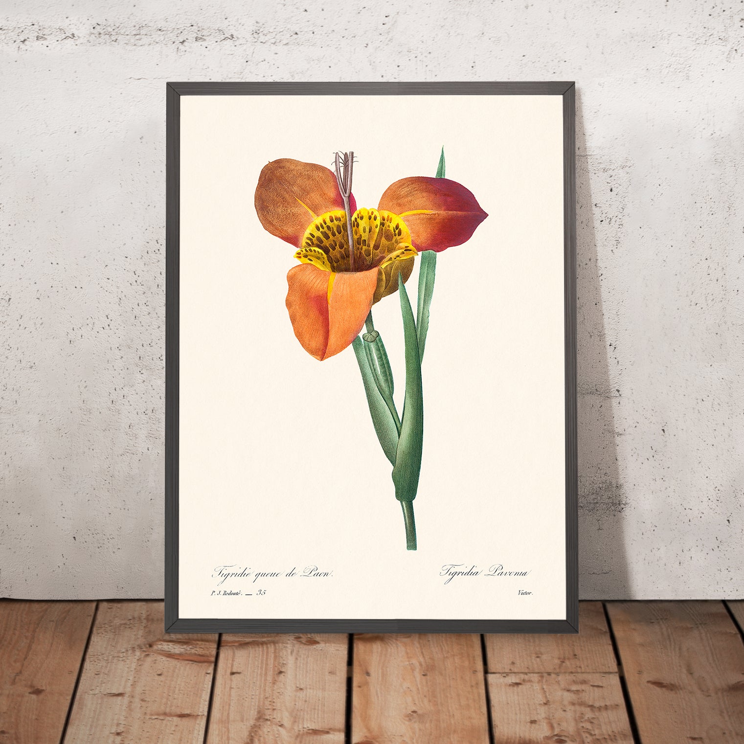 Mexican Shell Botanical Illustration by Pierre-Joseph Redouté, 1827 ...