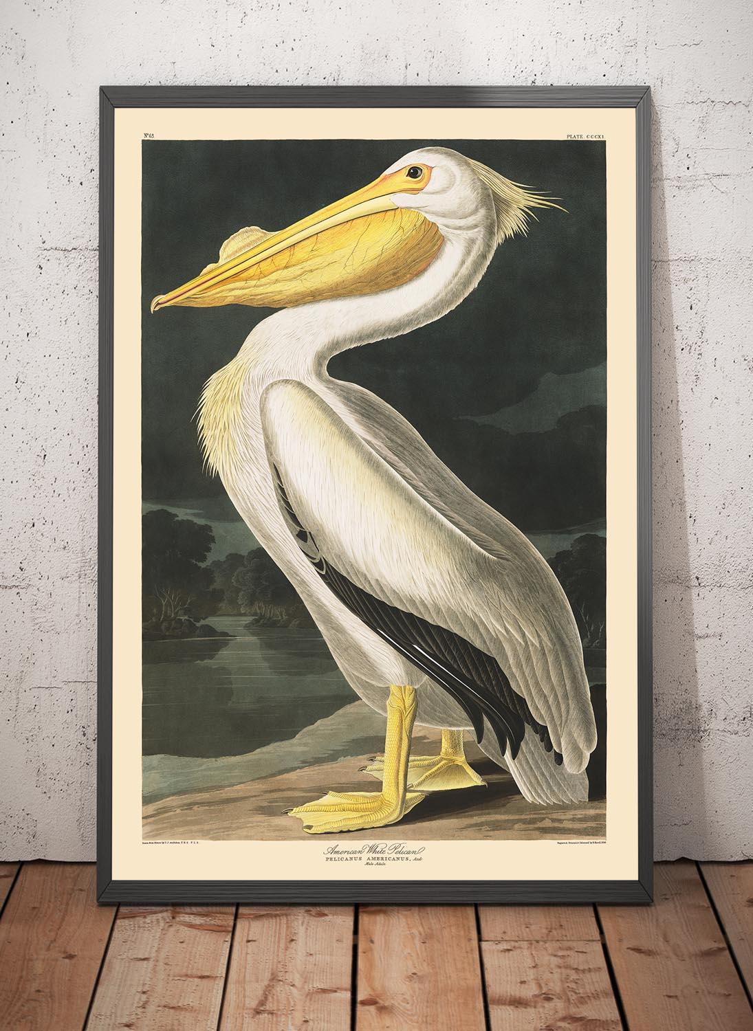 American White Pelican by John James Audubon, 1827 – The Unique Maps Co.