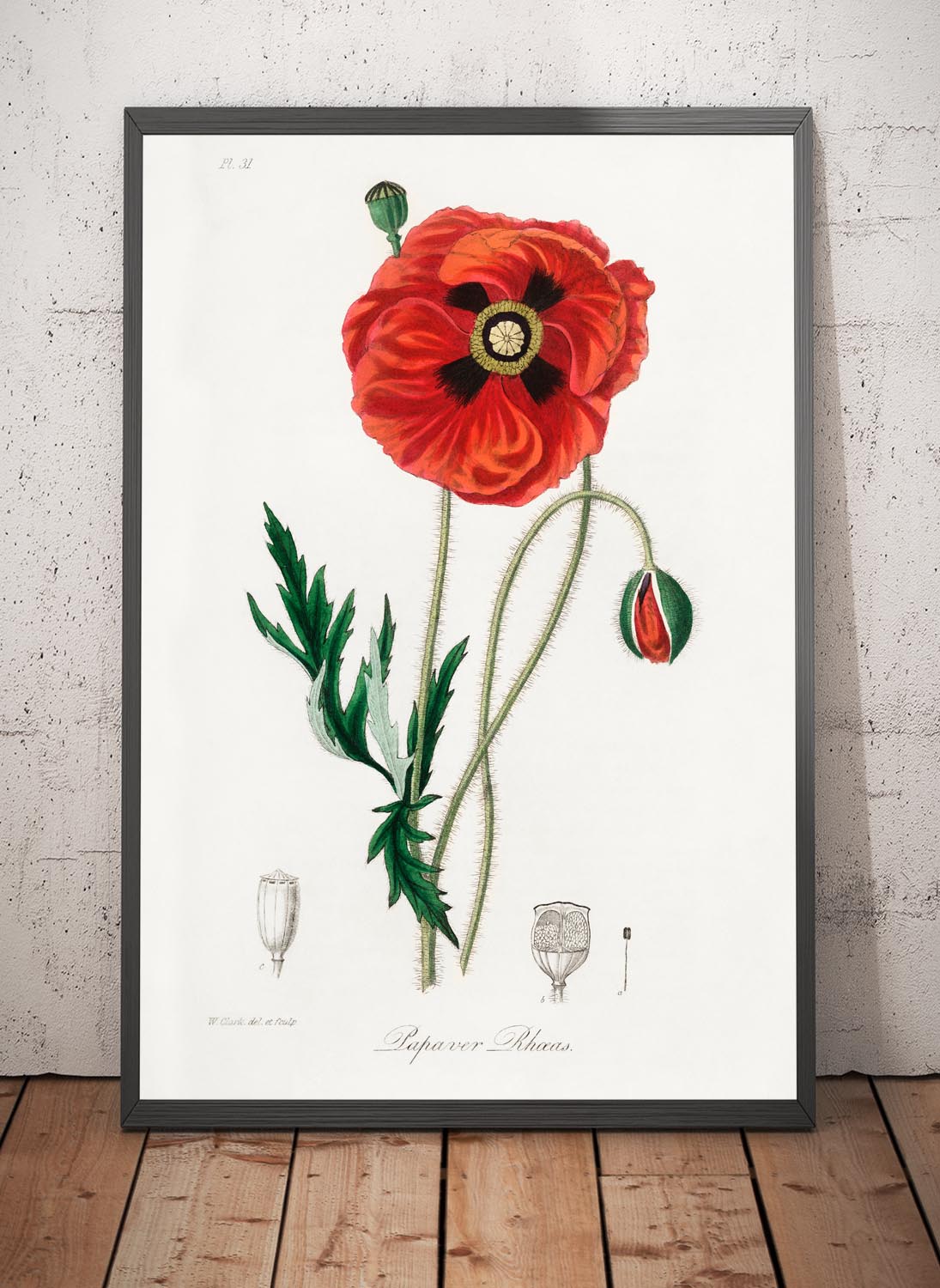 Poppy Botanical Illustration Poppy Botanical Fine Art Print By H