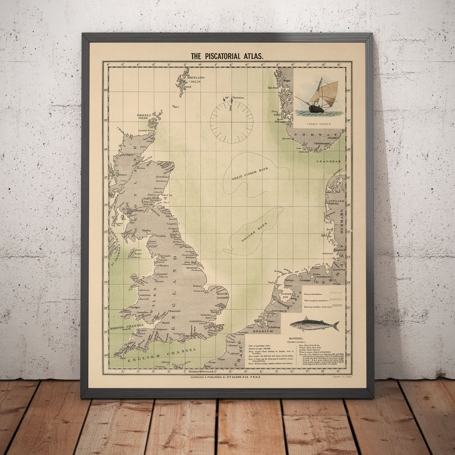 Old Mackerel Fish Map of the North Sea, 1883 by O.T. Olsen - Mackerel ...